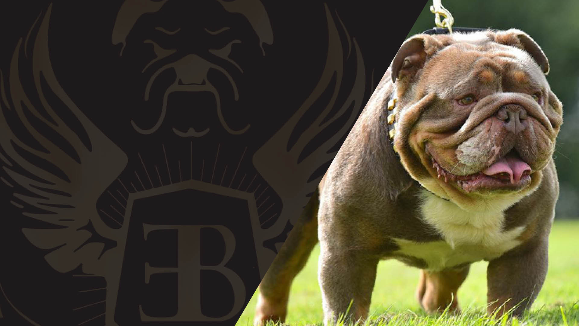 Home Landing Image Bully | Epic Bullyz